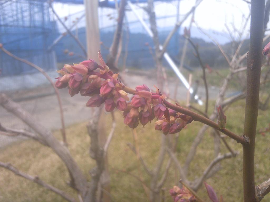 梨畑とブルーベリー畑: 農悠舎王隠堂 紀伊半島で手塩にかけてつくった 旬の「うまいもん」 紹介＆ 畑で頑張る日誌！